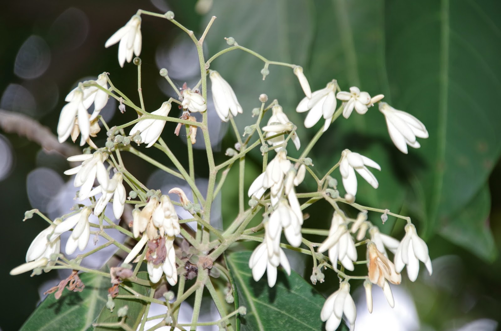 Trees and Plants: Resak Irian (Vatica Rassak)