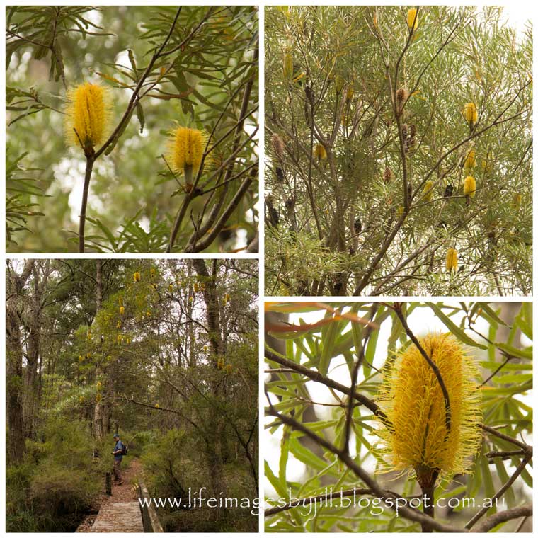 Life Images by Jill: Celebration of the Australian Banksia