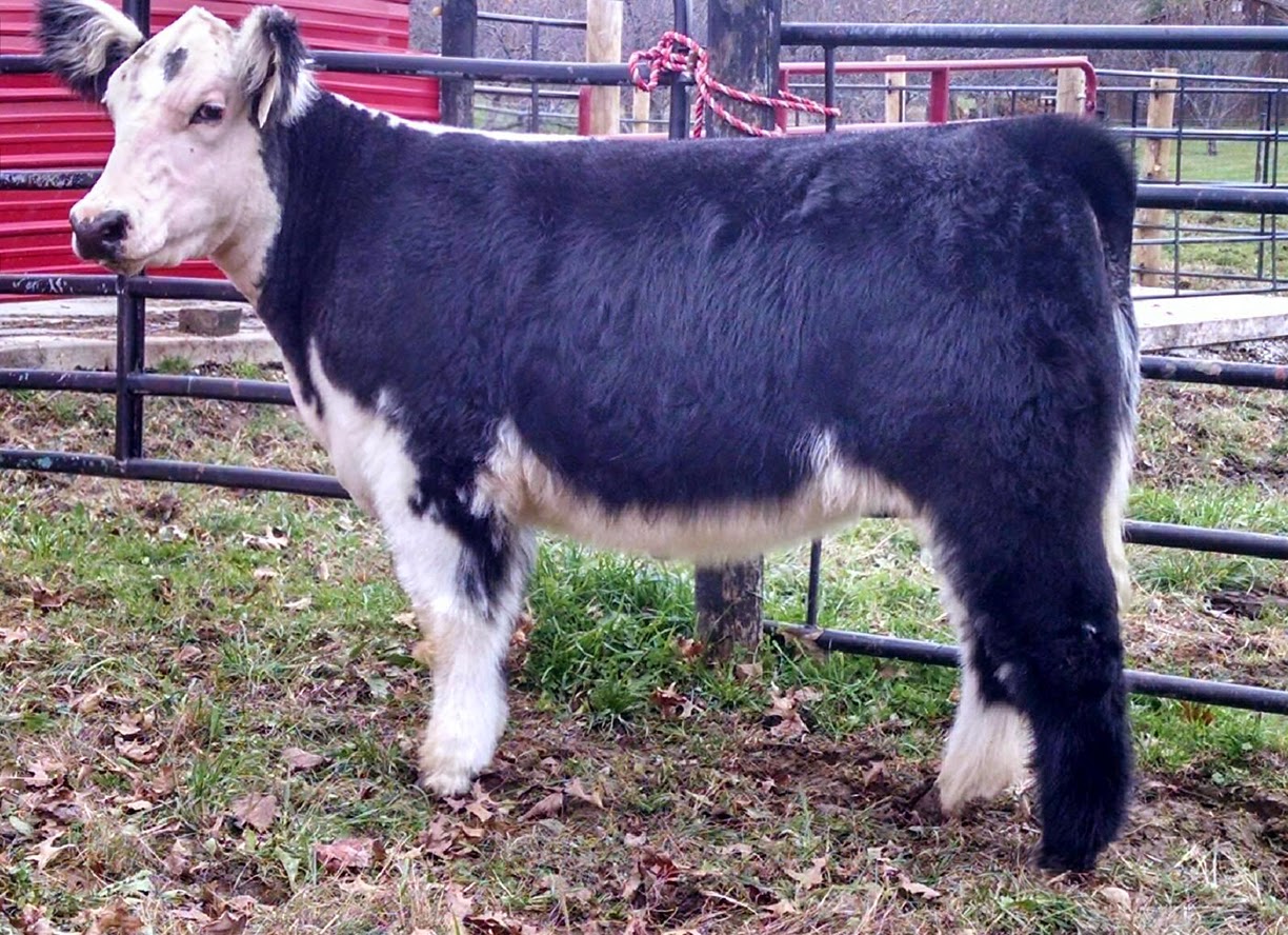 Shorthorn Plus Show Cattle