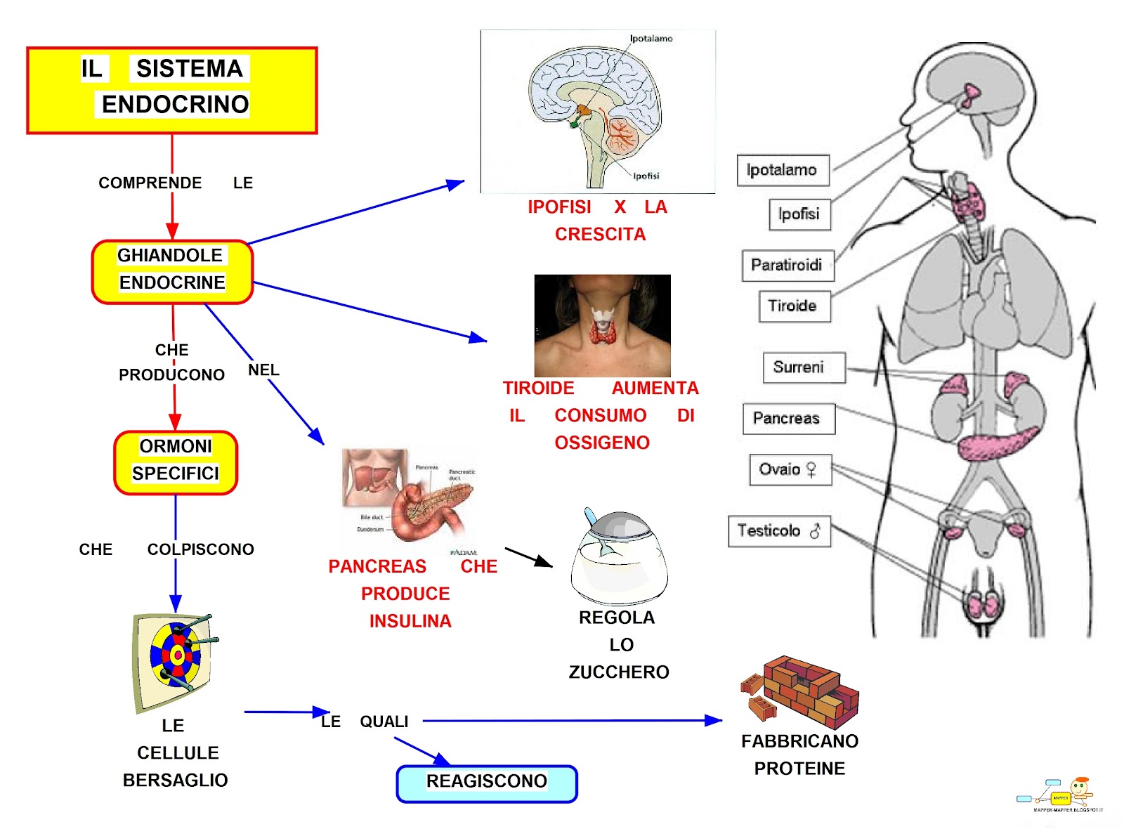 Triptico Sistema Endocrino Sistema Endocrino Hormona