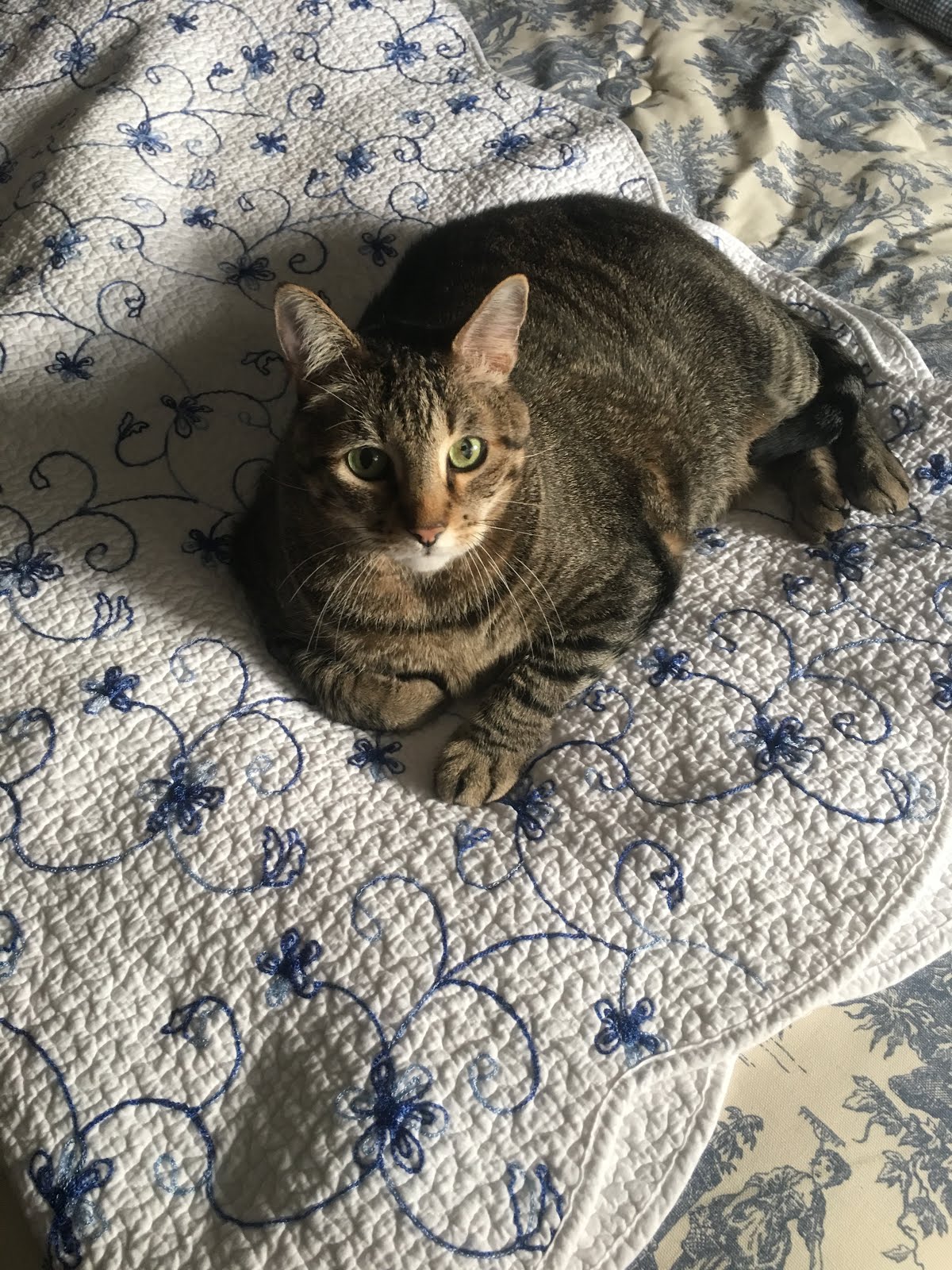 Curtains In My Tree: Round Mirror in Square Frame