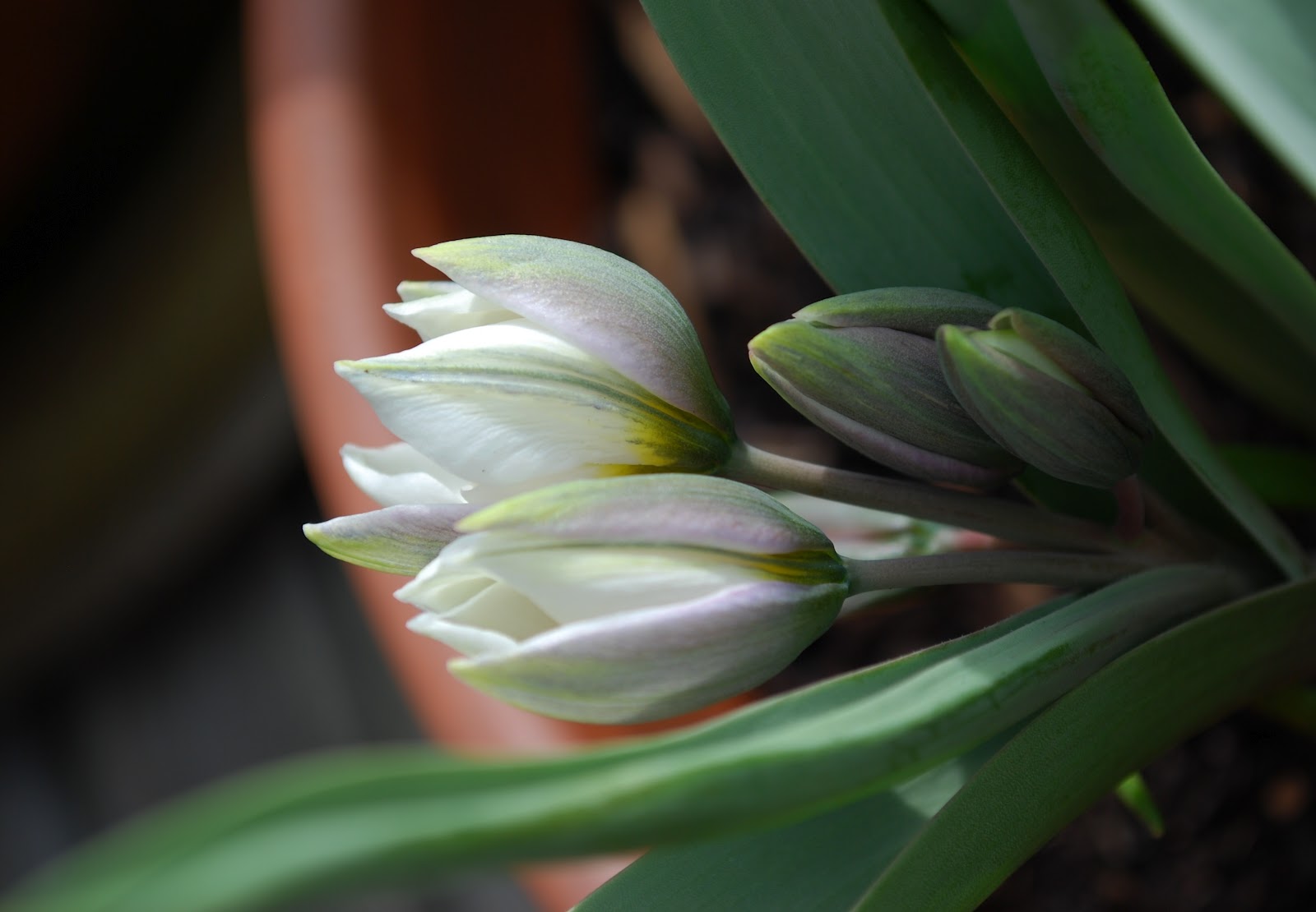 The Intercontinental Gardener: A dainty new favorite - Tulipa polychroma