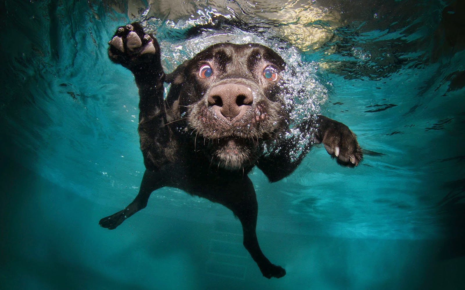 pies pływa pod wodą, fajne, śmieszne, zdjęcia, nurkujący pies ...
