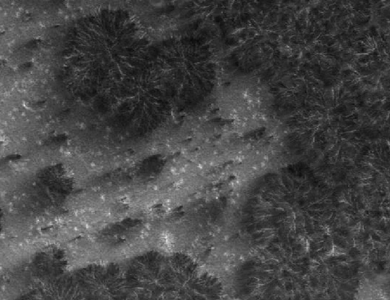 Huge Forests Spotted On Mars