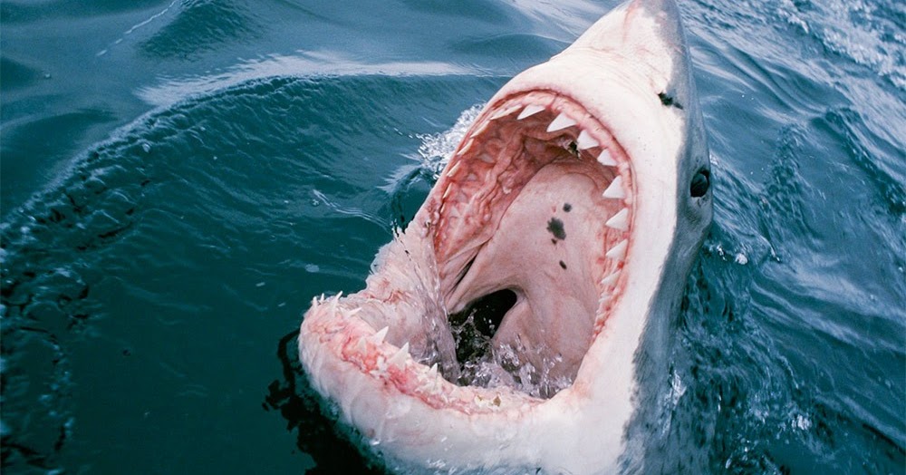 Video: Tiburón salta encima de un surfista en Florida ~ Los Peligros de ...