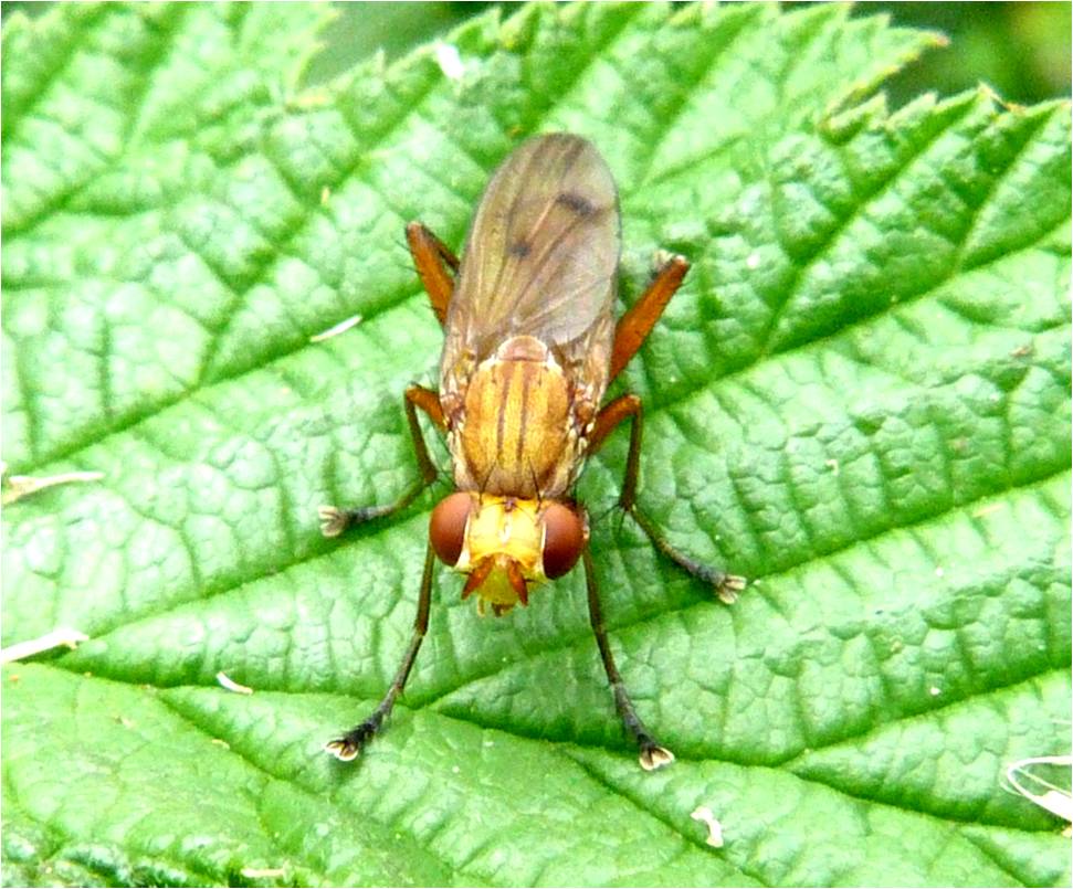 Insects of Scotland: Other Flies/Picture-wing Flies
