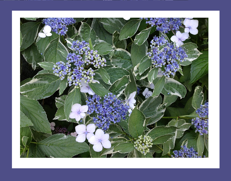 glenda's World : Variegated Hydrangea