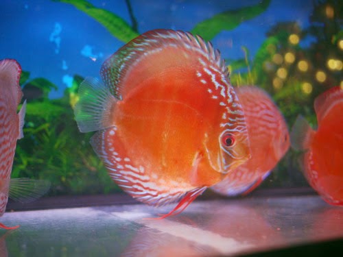 野生七彩神仙基因庫 Vivid wild Discus : 野生七彩神仙 wild discus Cuipeua red 庫利皮亞