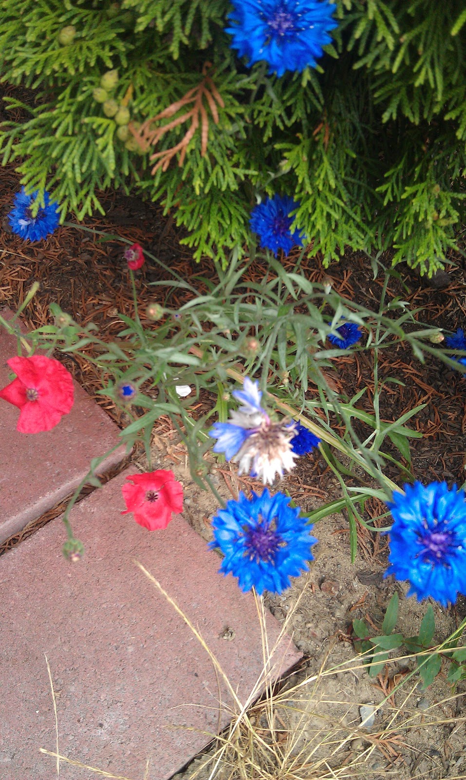 Smidgen Cakes: With Silver Bells and Cockle Shells...