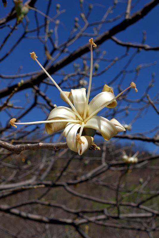 Kapuk Randu: Ceiba Acuminata (kapuk, Pochote)