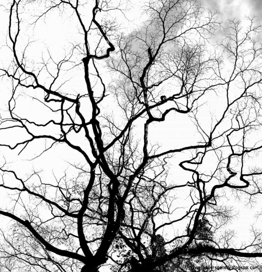 Abstract Tree Photography | Wallpapers Gallery