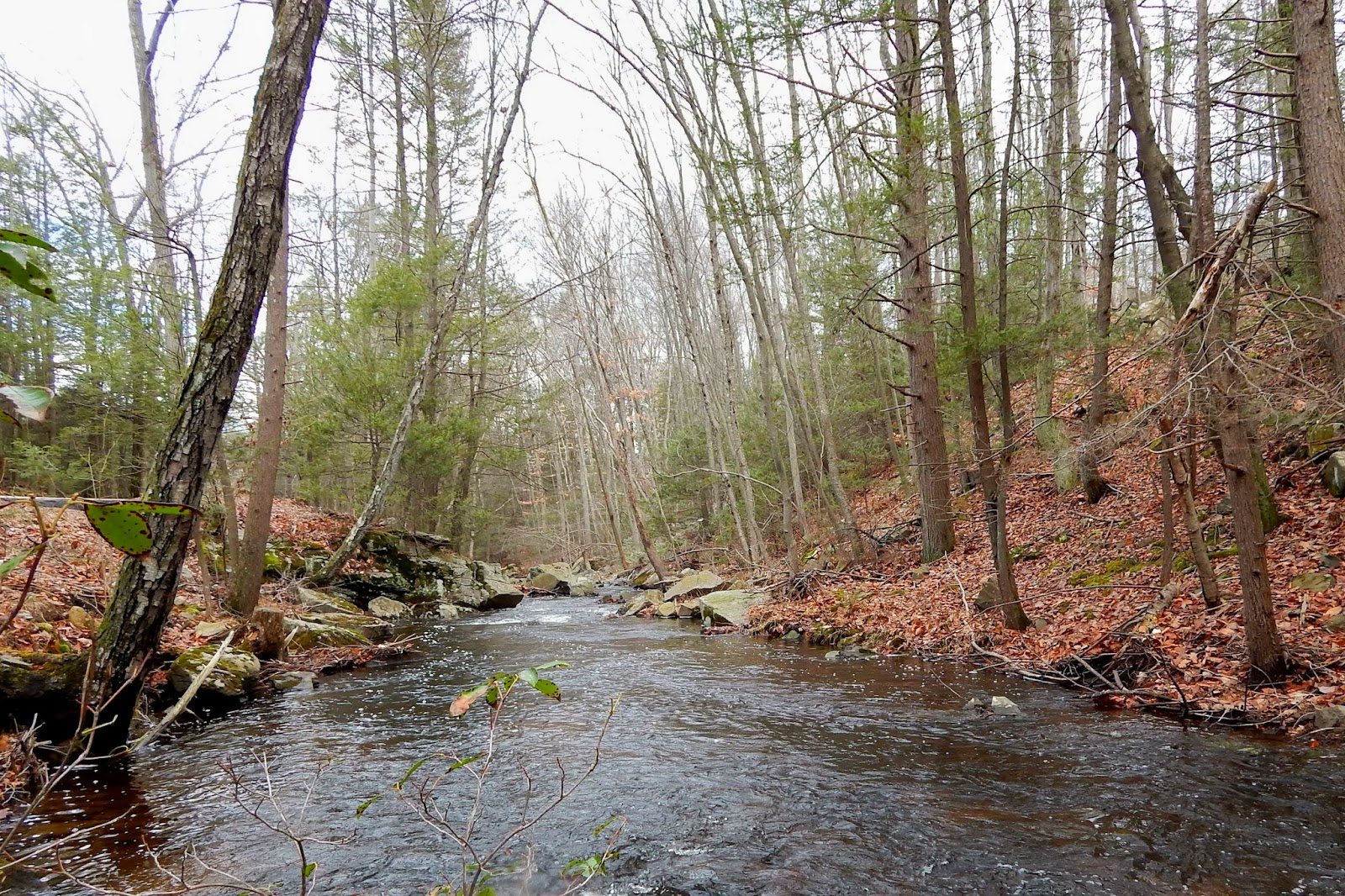 Small Stream Reflections: A small stream, brook trout, and dry flies.