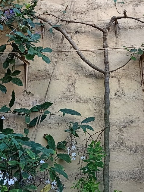 Practical Gardening: Intense Flowering of the Sandpaper Vine (Petrea ...