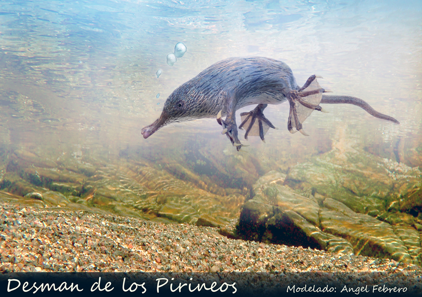 Cuaderno de Campo y Taller: Modelando un Desman Iberico