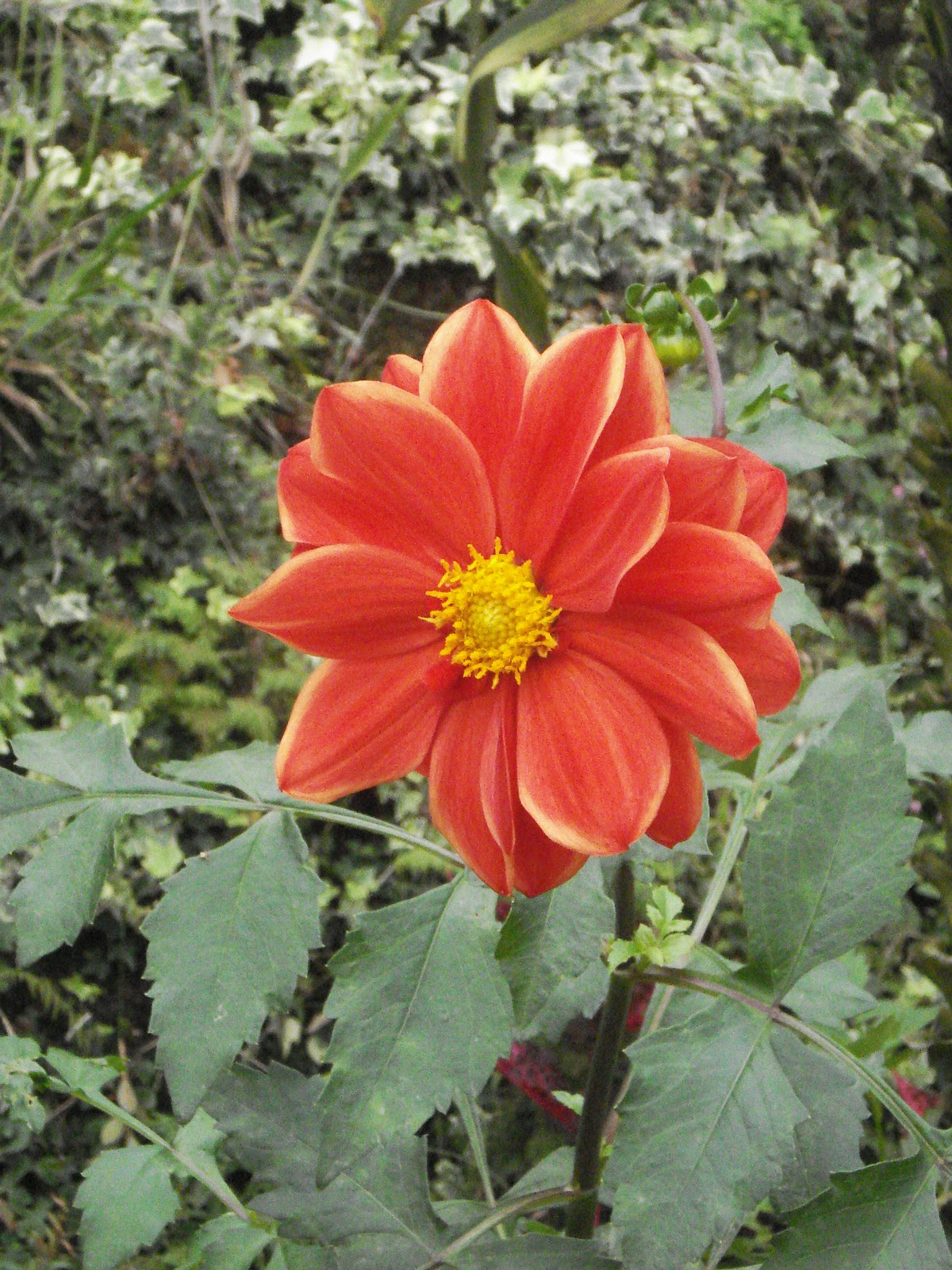 DK CELLULER,RIKILLAGASKADA: deliya flowers