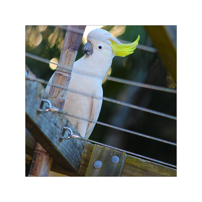 The Ridou Report: The Curious Cockatoo