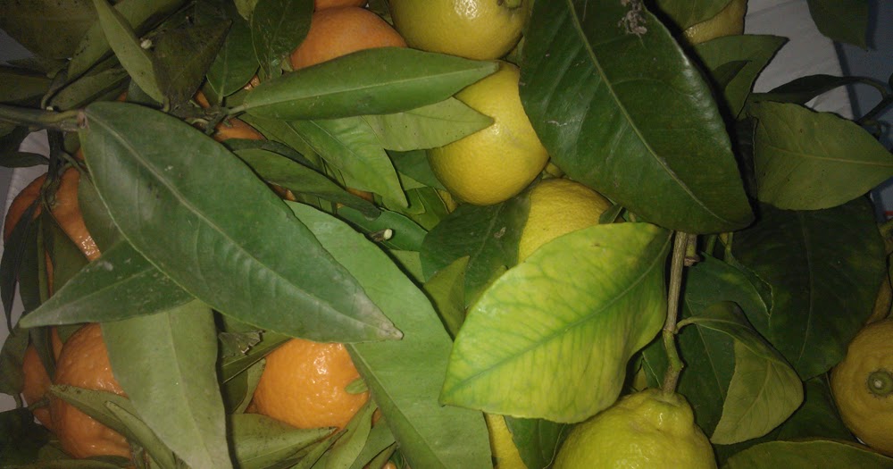 MandarinasSanz.com - Evolución: Comprar mandarinas y naranjas ...