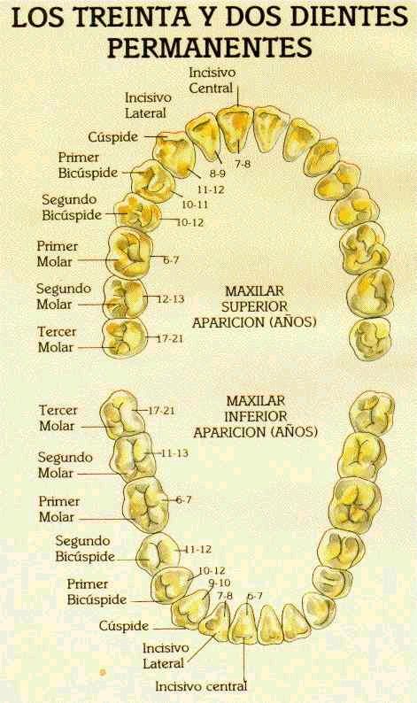 **Diana Carolina**: LOS DIENTES, CLASES, TIPOS Y FUNCIONES