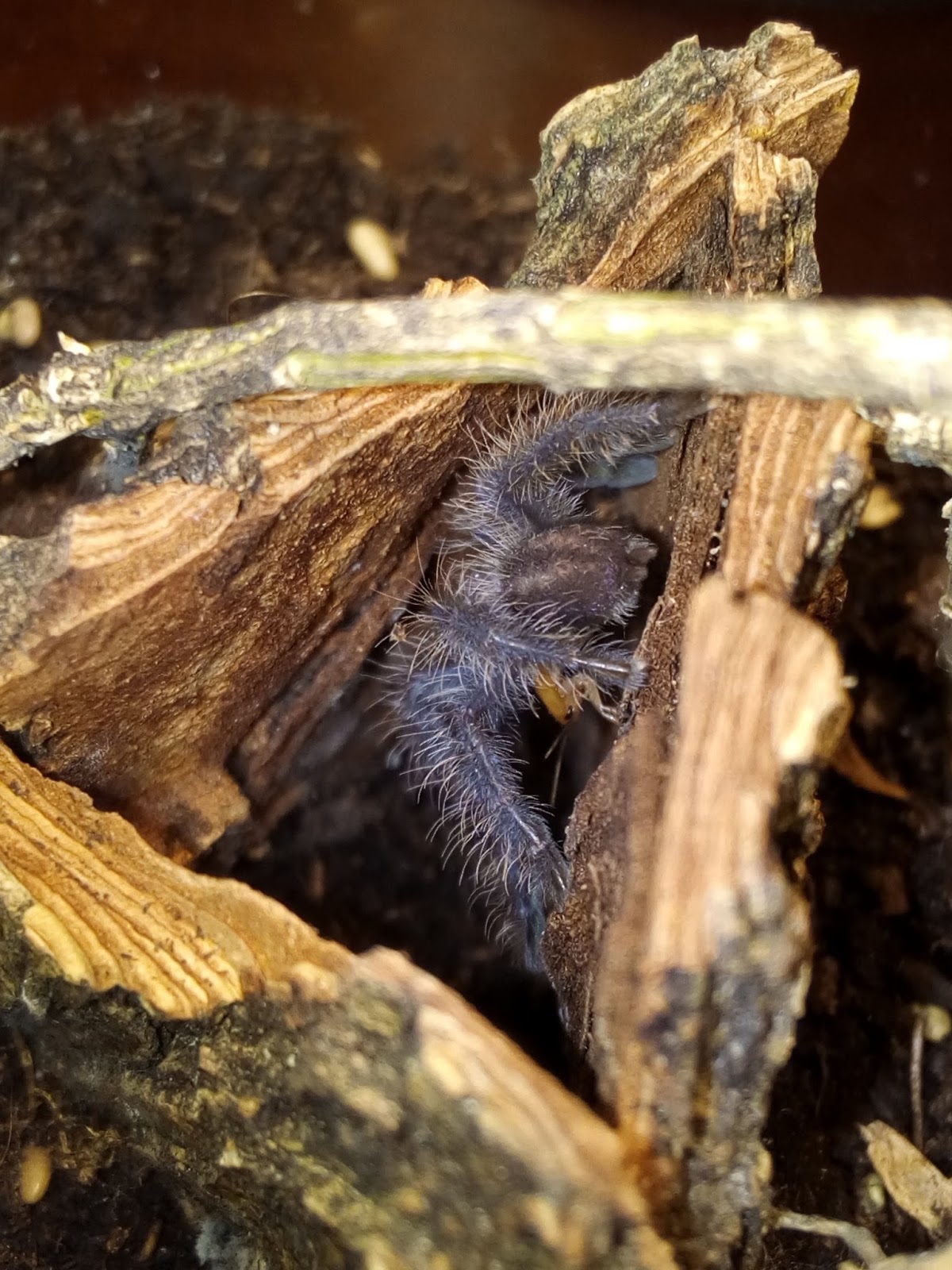 How To: Tarantula Slings