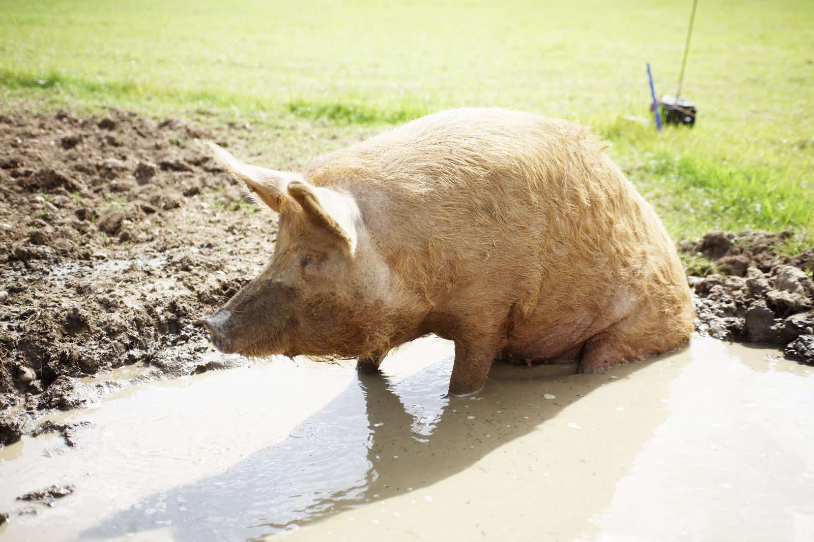 Treasure Houses of England: August 2011