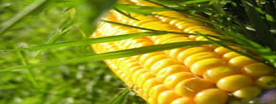 ISABELA - MGA PRODUKTO SA PILIPINAS