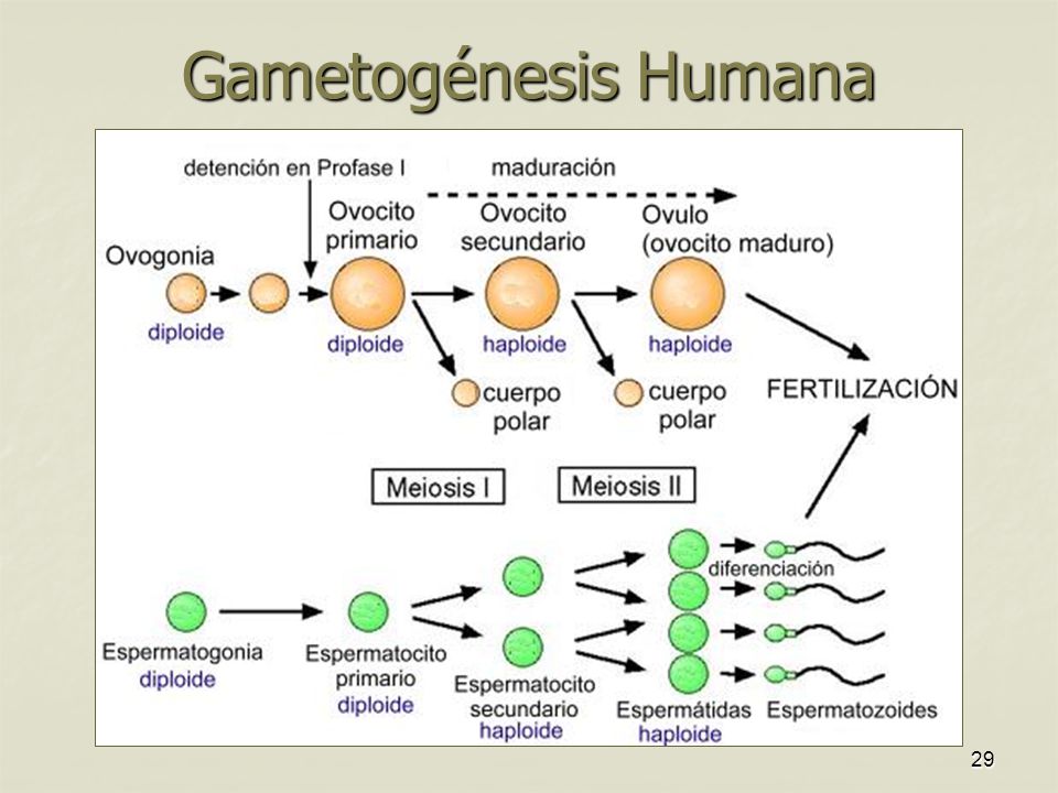 Gametogenese Onde Ocorre Tipos E Mapa Mental Brasil Escola Aulas Images