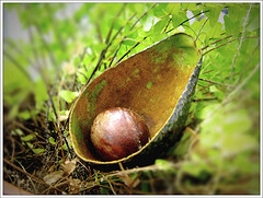 Ingredients...: 4225 is for Avocado