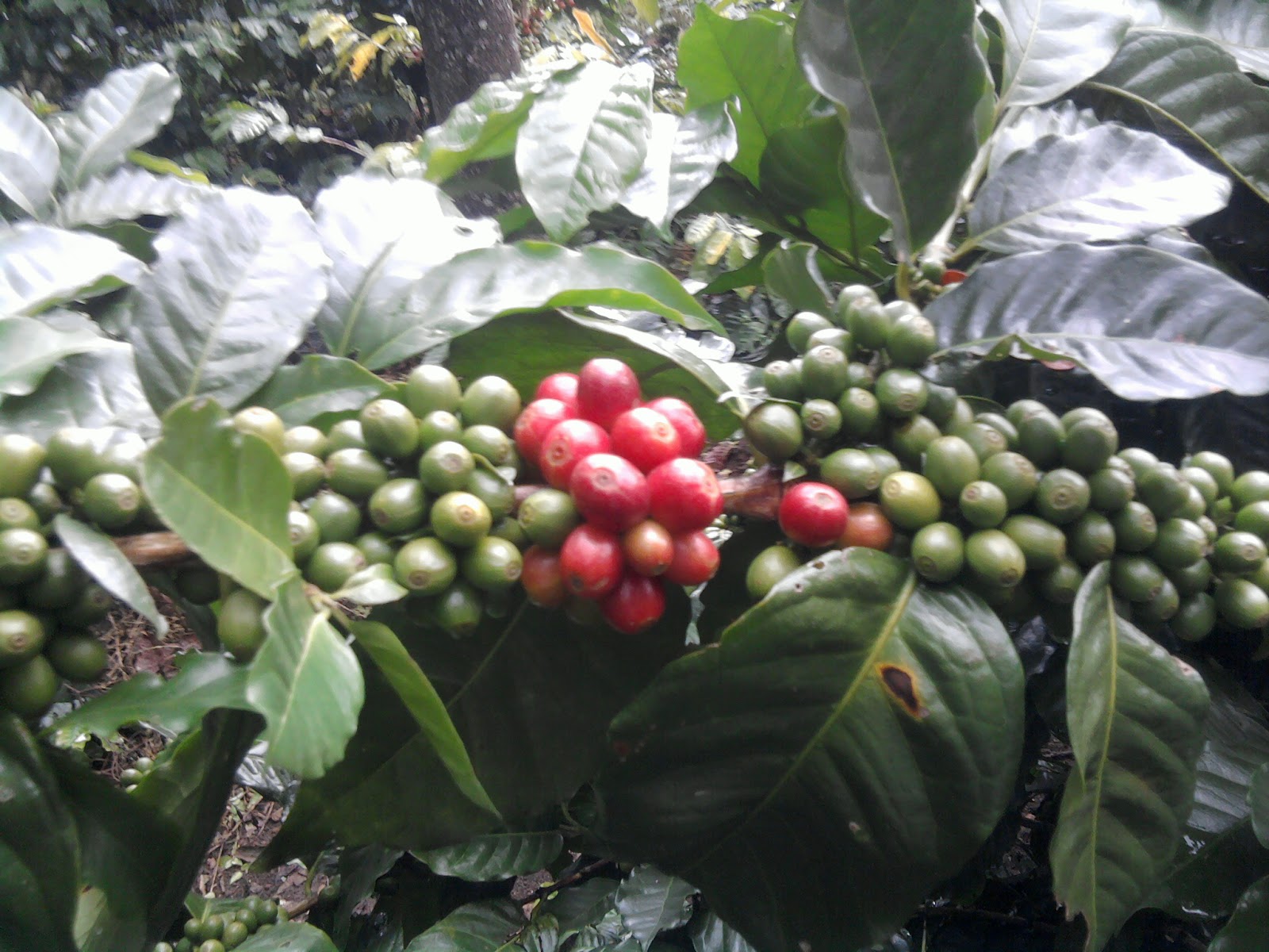 ASISTENCIA TÉCNICA AGRÍCOLA: PRODUCCION DE CAFE CATIMOR