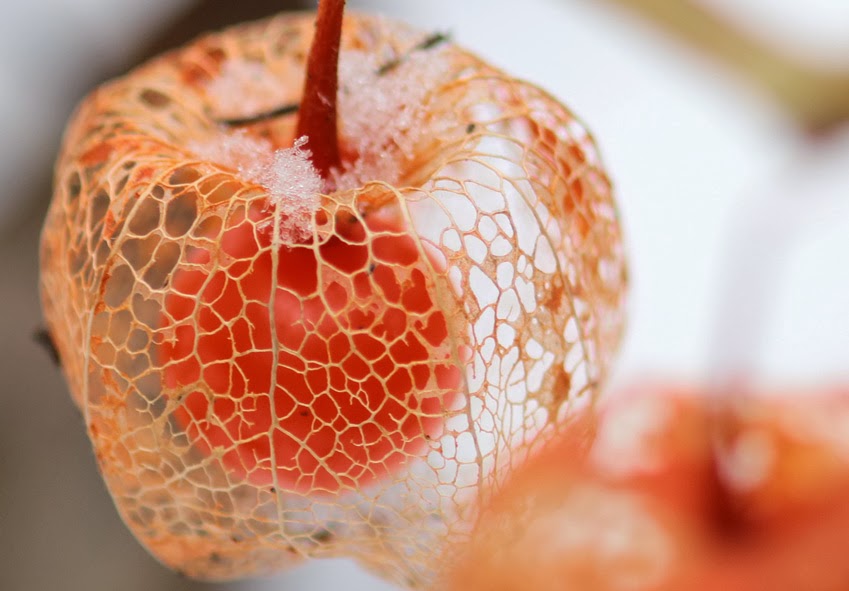 Fruits d'hiver rustiques - Cultiver sous la neige 1/2