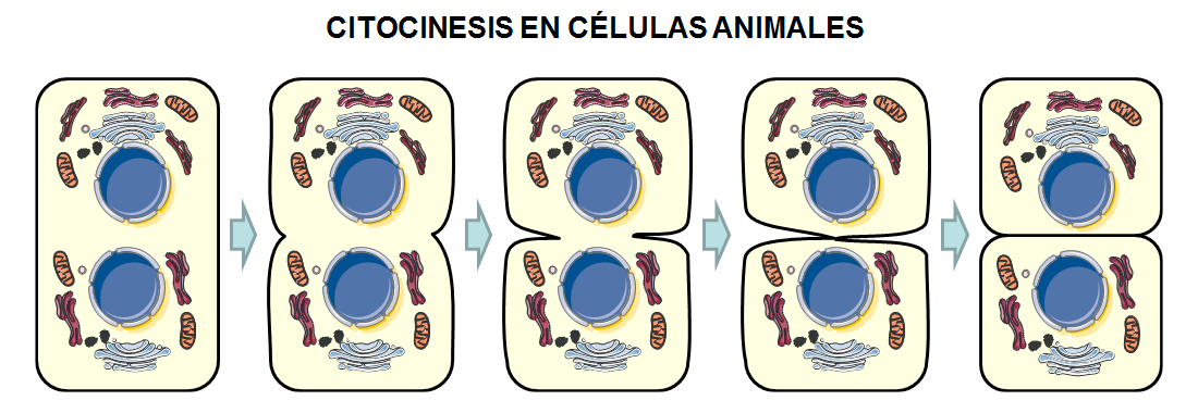 B.log.ia 2.0: La reproducción (y el resto de la vida) de las células