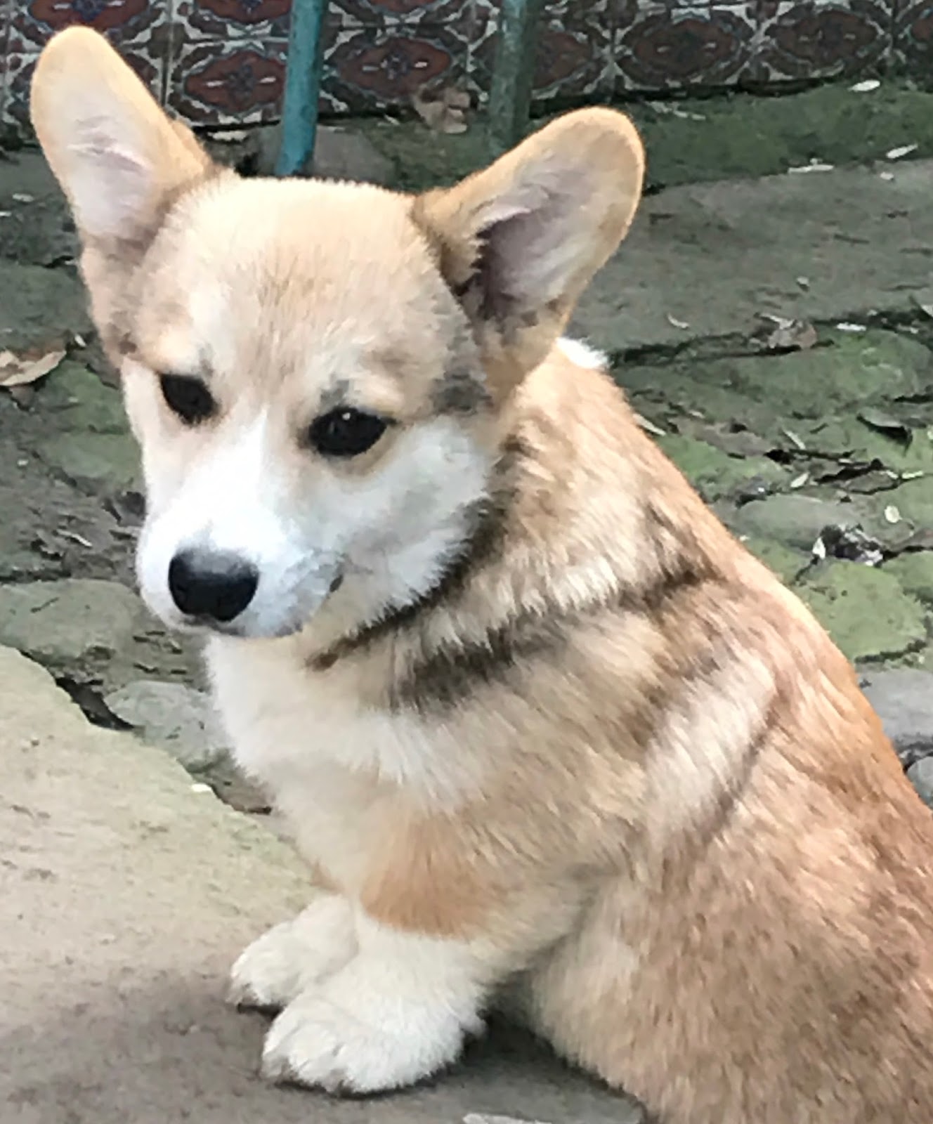 Welsh Corgi Pembroke Mis Corgi Allegiance: Welsh Corgi Pembroke ...