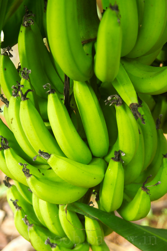 Home, Aluva, Kerala, India | ANOOB BACKER Photo Blog