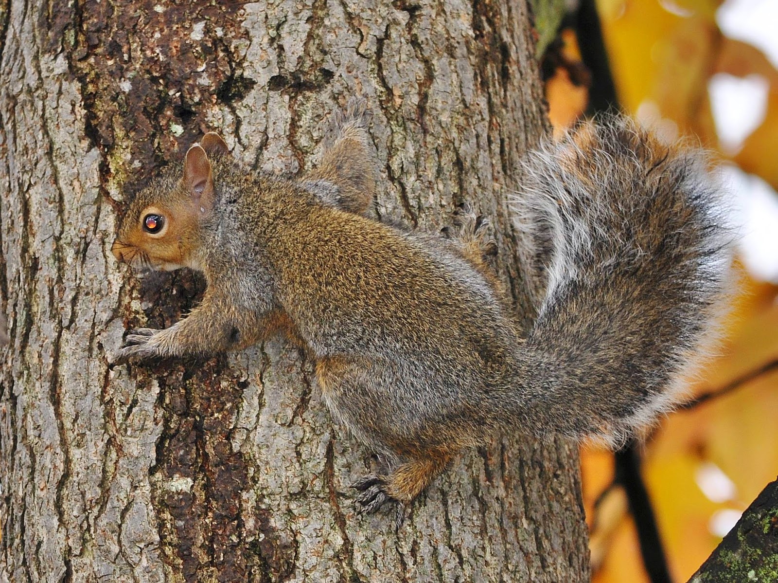 Bug's Eye View: Squirrel Wednesday