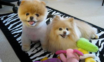 Boo, o cachorro mais fofo do mundo.: Boo e seu amiguinho