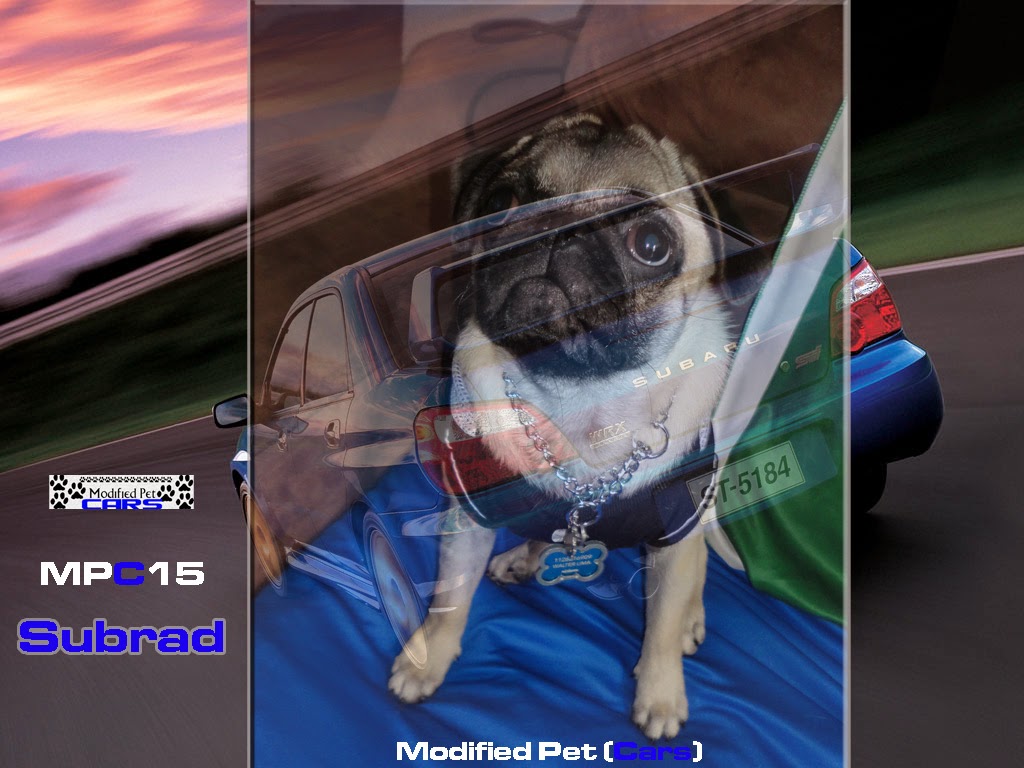 Brad The Pug: Modified Pet (Cars)