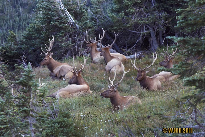 Pennsylvania Wildlife Photographer: Pennsylvania Wildlife Photographer ...