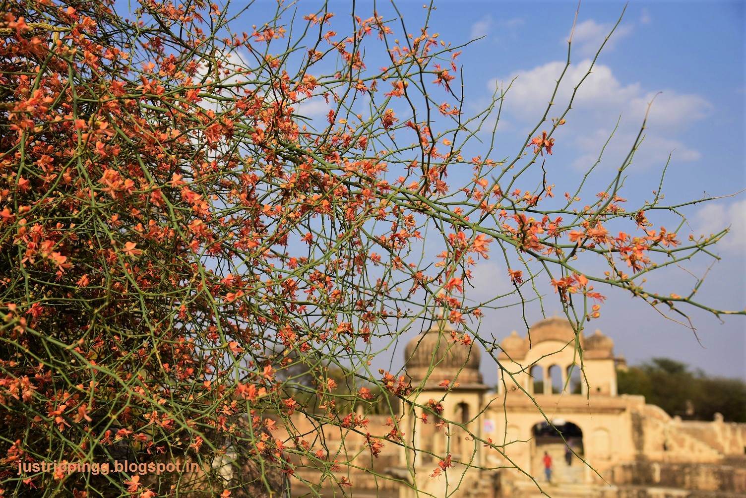 Just Tripping!: A View to the Starry Kareel