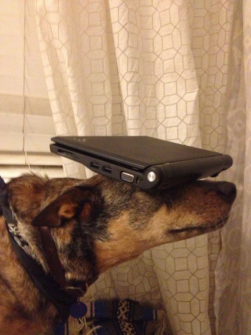 Beautiful World : Adorable Dog Balances All Types of Objects on His Head