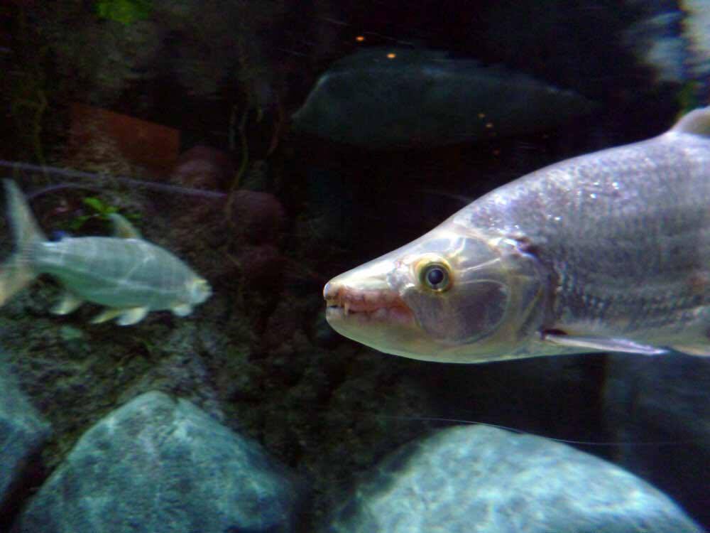 Goliath Tigerfish Si Harimau Dari Sungai Afrika - Nakama Aquatics