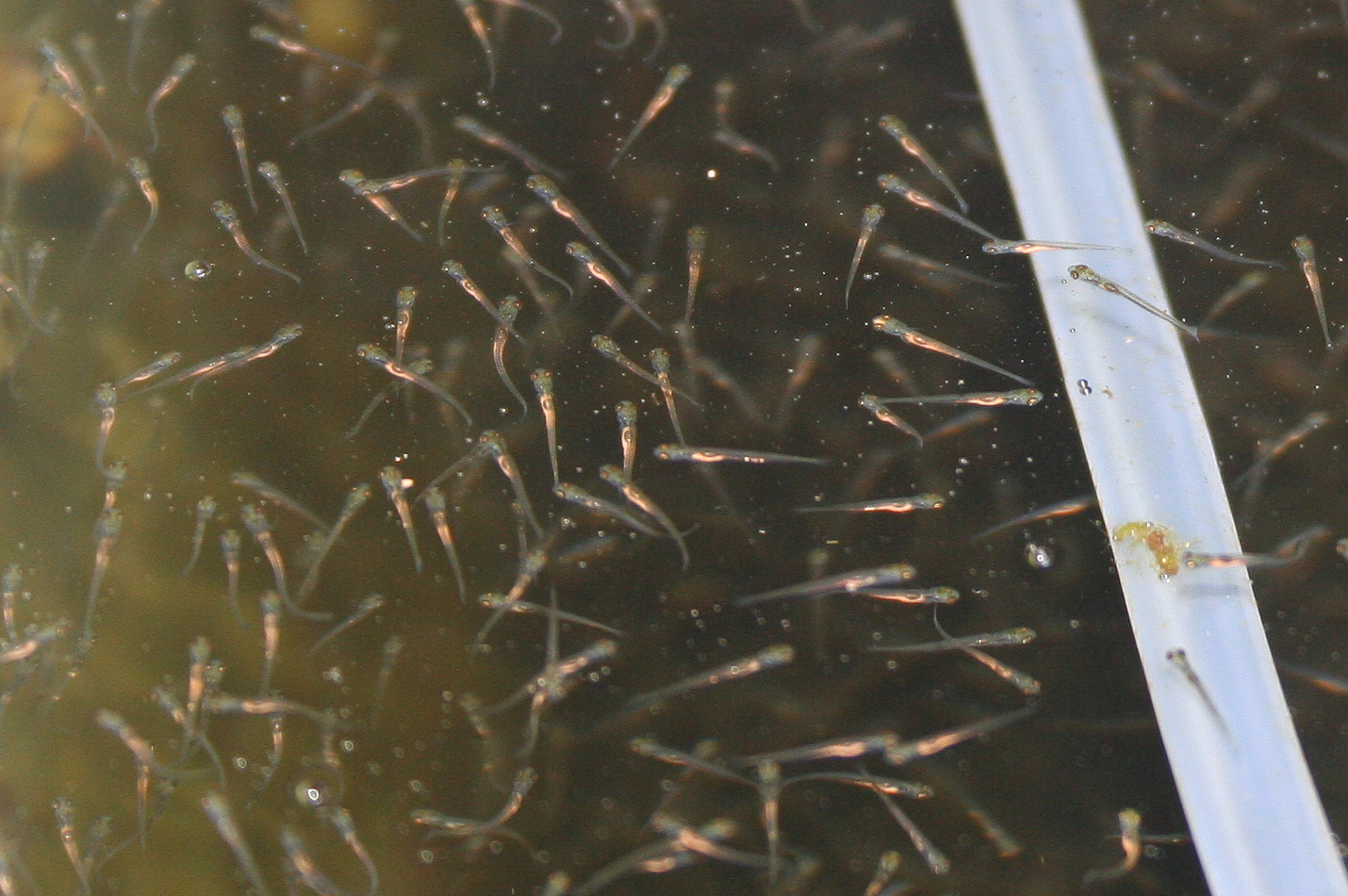 Avon Roach Project: Spawning and Hatching - May 2016