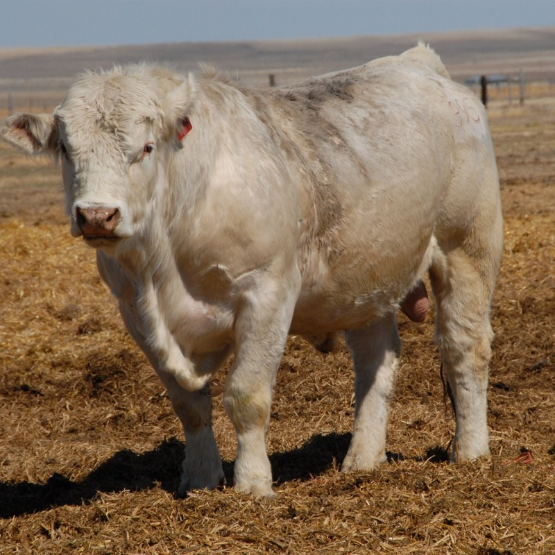 DEBRUYCKER CHAROLAIS – SEMENTALES | Ganaderia Mexico