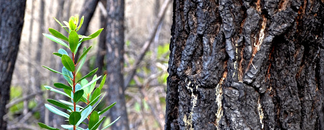 El Camino de Santiago desde Asturias: "La Mortera - Santiago"