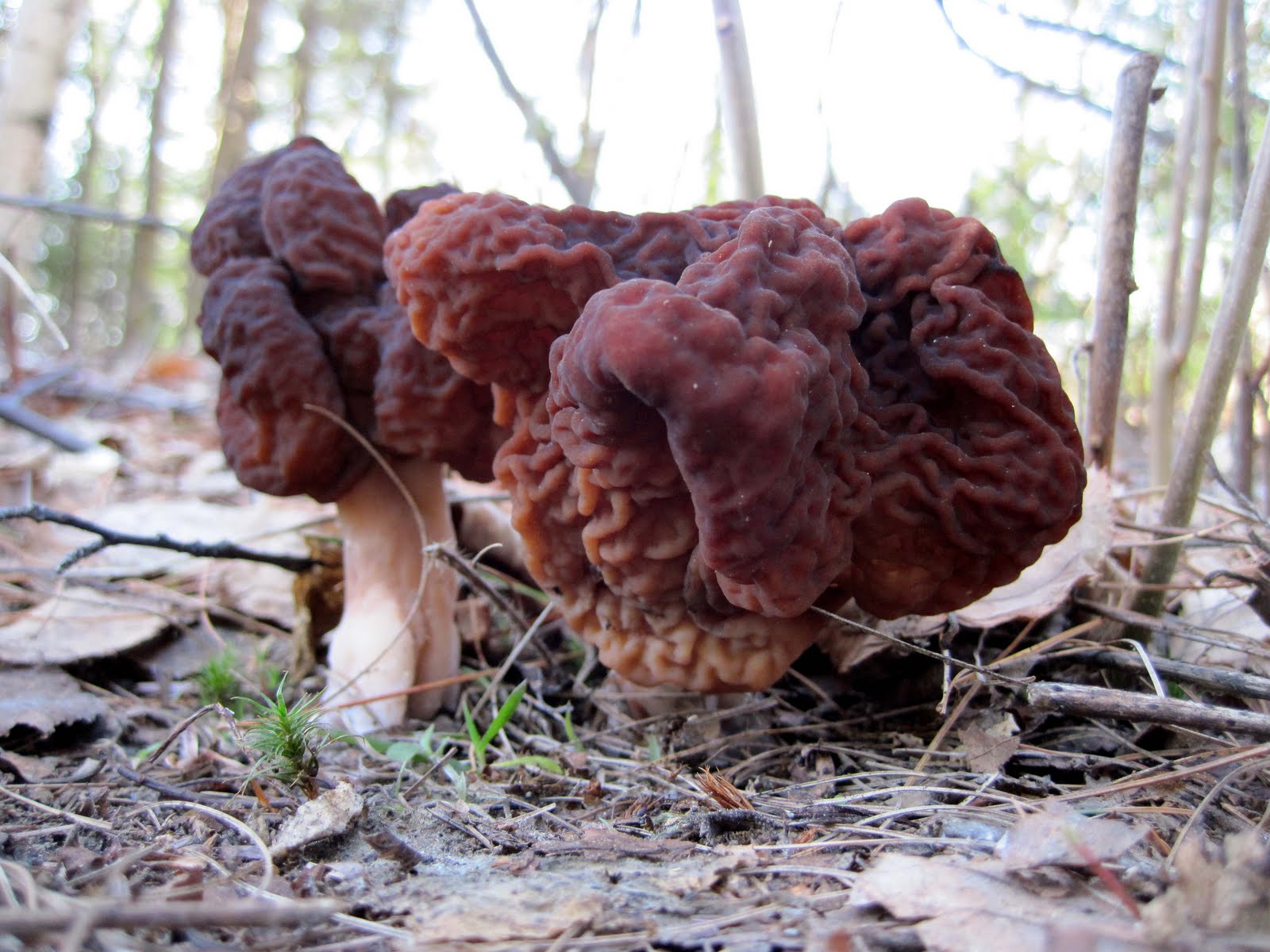 FUNGILORE: The Mushroom Blog