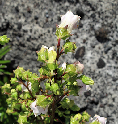 Plantas: Beleza e Diversidade: Endémicas dos Açores: #1 - Vidália ...