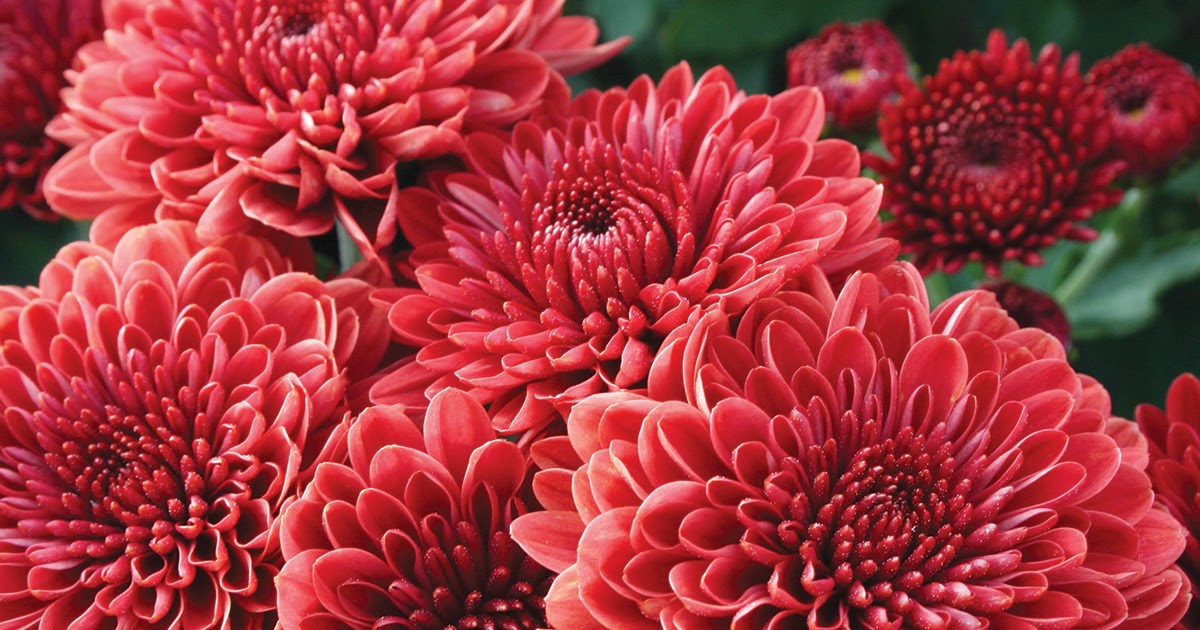 Simbolurile unor flori