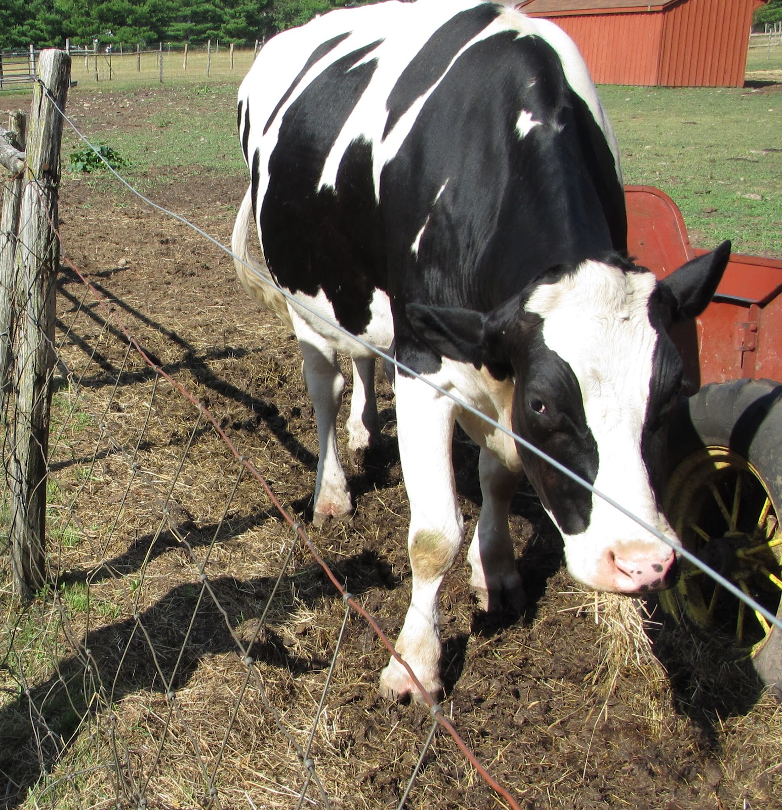 A (soy) Bean: Cow-in' Down and Chow-in' Down In and Around Woodstock ...