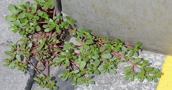 Ceci est l'une des plantes les plus puissantes : voici ce qu'elle fait ...