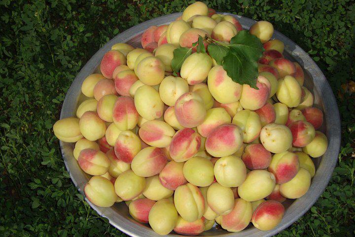 Booni Chitral and its fruits - Chitral Explorer