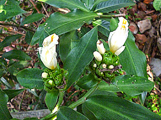 Spiral Ginger-Costus Dubius-Thebu | SL Flora