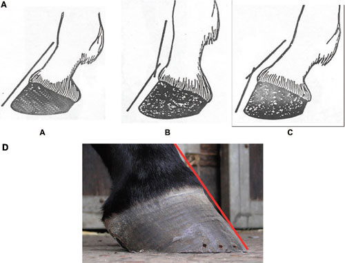 Horse Life and Love: All About .... Foot Conformation.
